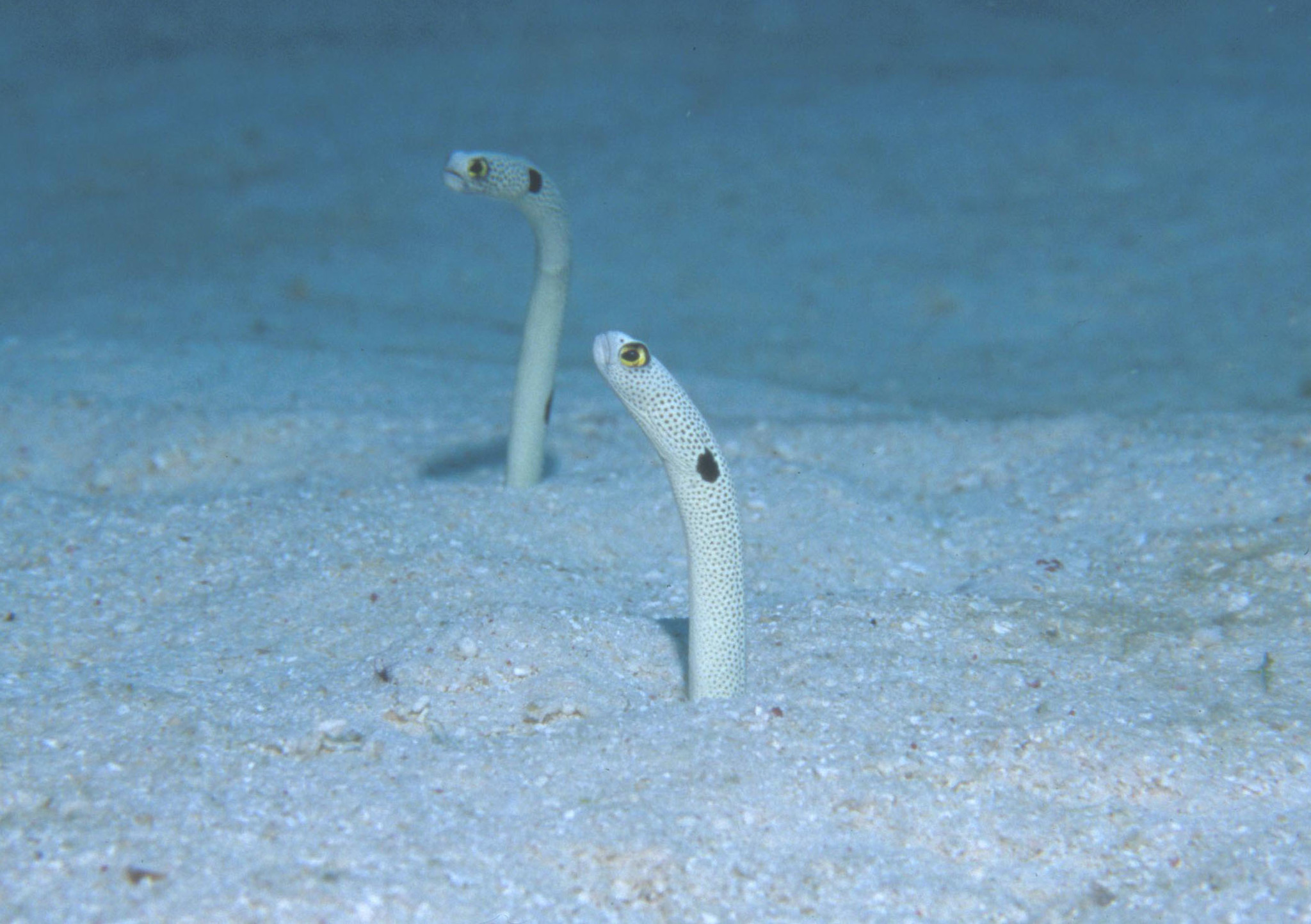 Wigglet, el pokémon anguila aparece en las playas de Paldea - GU